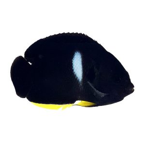 Keyhole Angel - Sustainable Aquatics