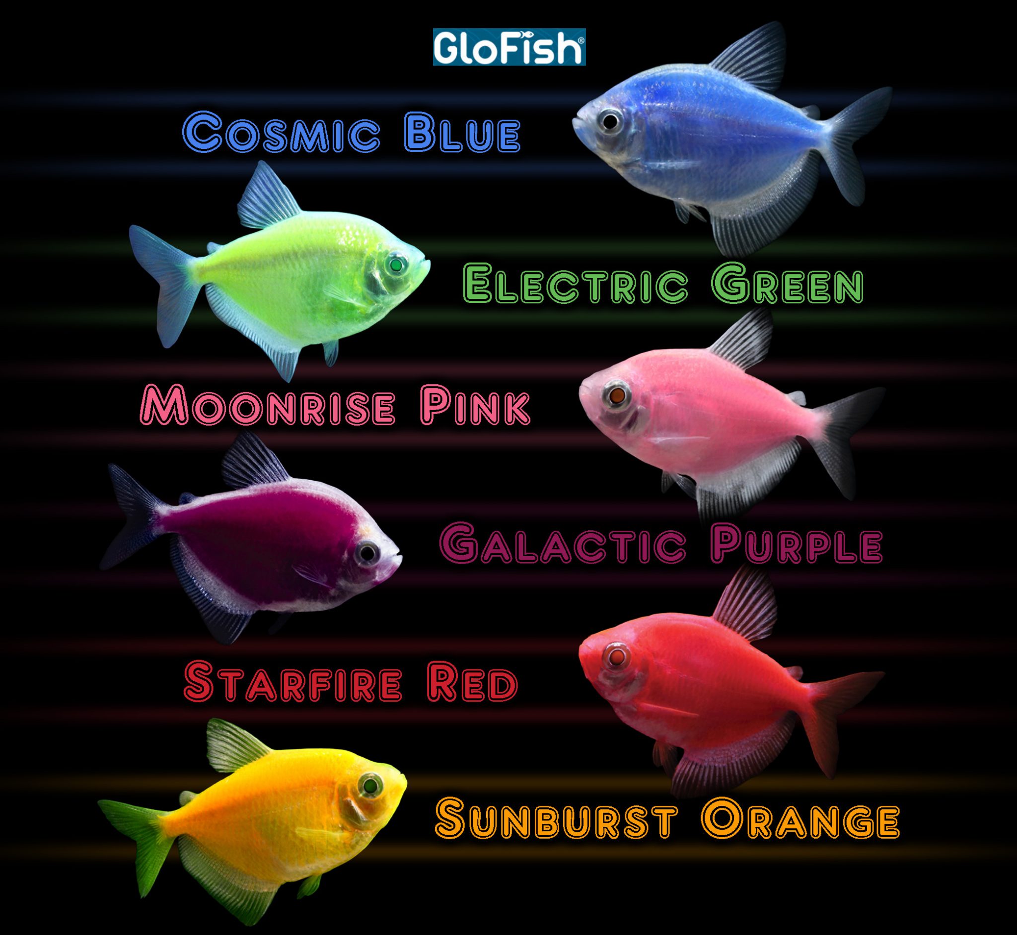 GloFish Tetras - Sustainable Aquatics