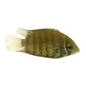 Orange Shoulder Severum - Sustainable Aquatics