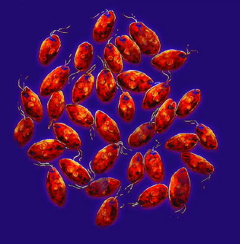 SA’s Live Marine Phytoplankton – Rhodomonas Lens - Sustainable Aquatics